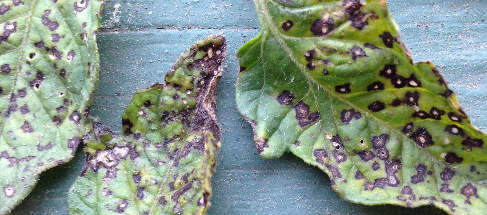 Septoria Leaf Spot Of Tomatoes University Of Maryland Extension